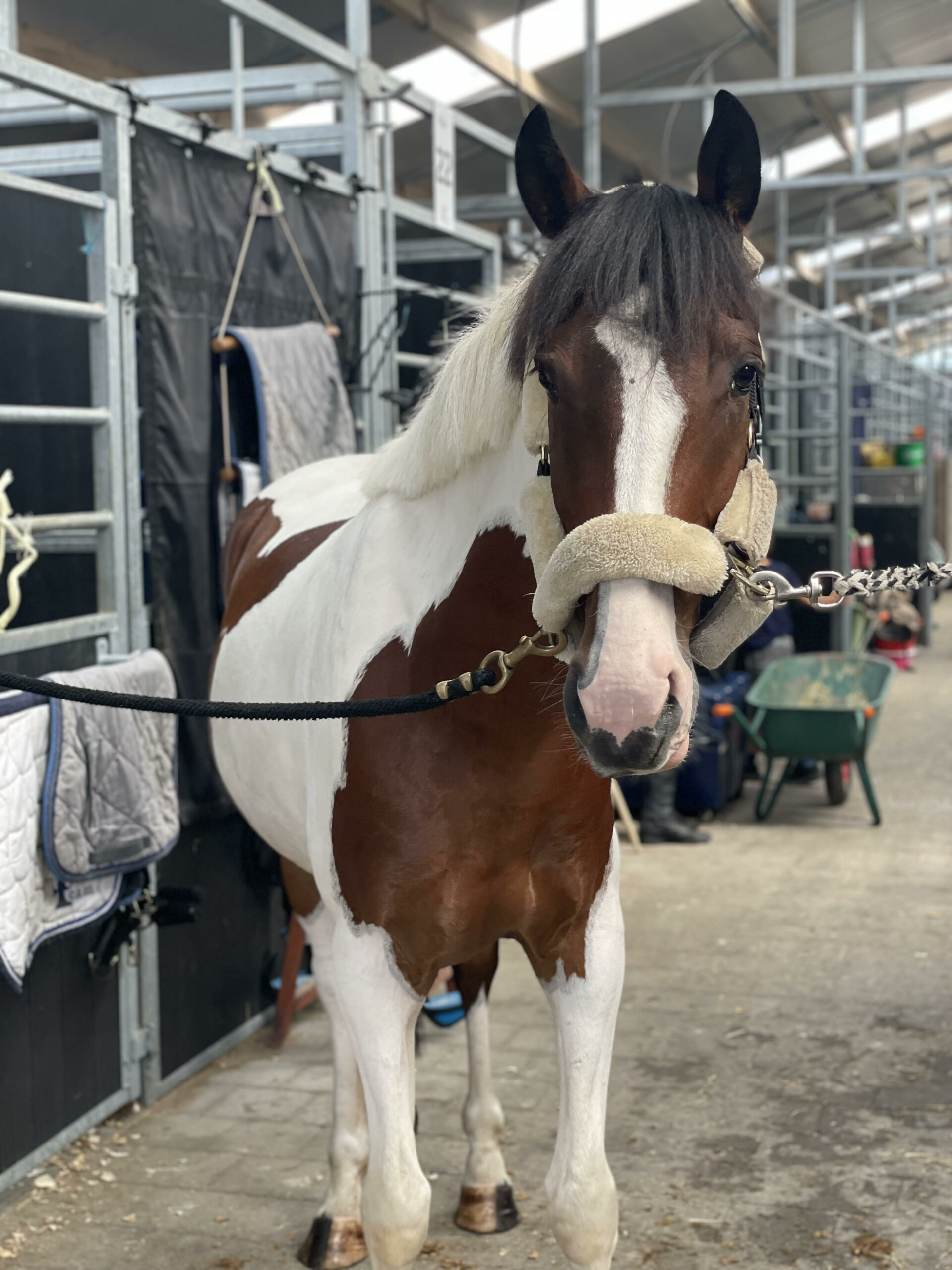 Jaguar d’Elphen - Wins Equestrian Group