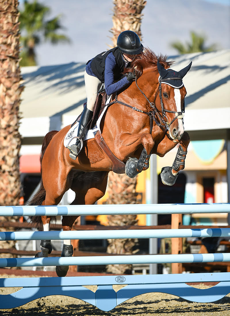 Rebelle Van Dassegem - Wins Equestrian Group